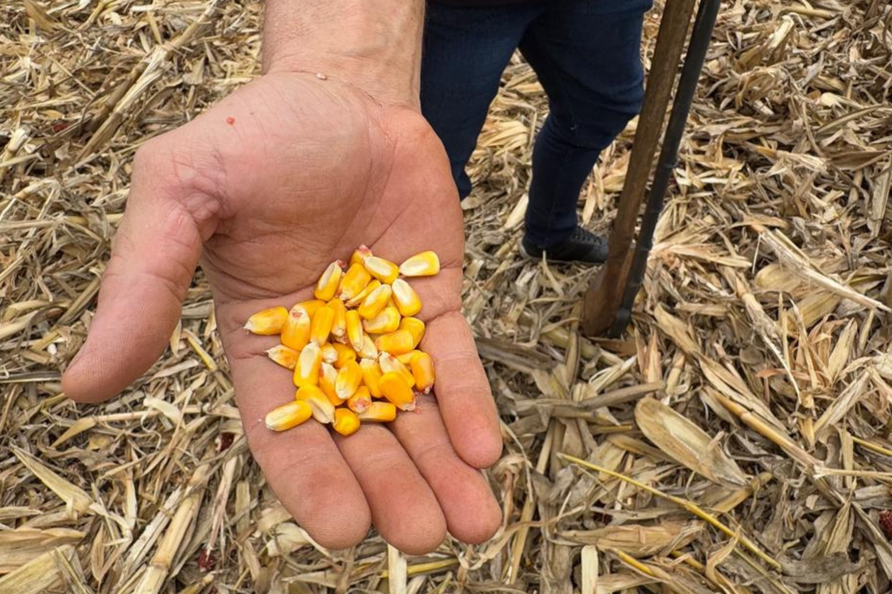 Tecpar amplia atuação na validação de inventários e projetos de carbono ...